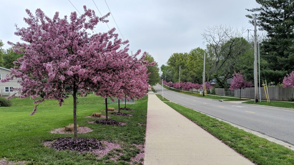 Street Trees - City of Overland Park, Kansas