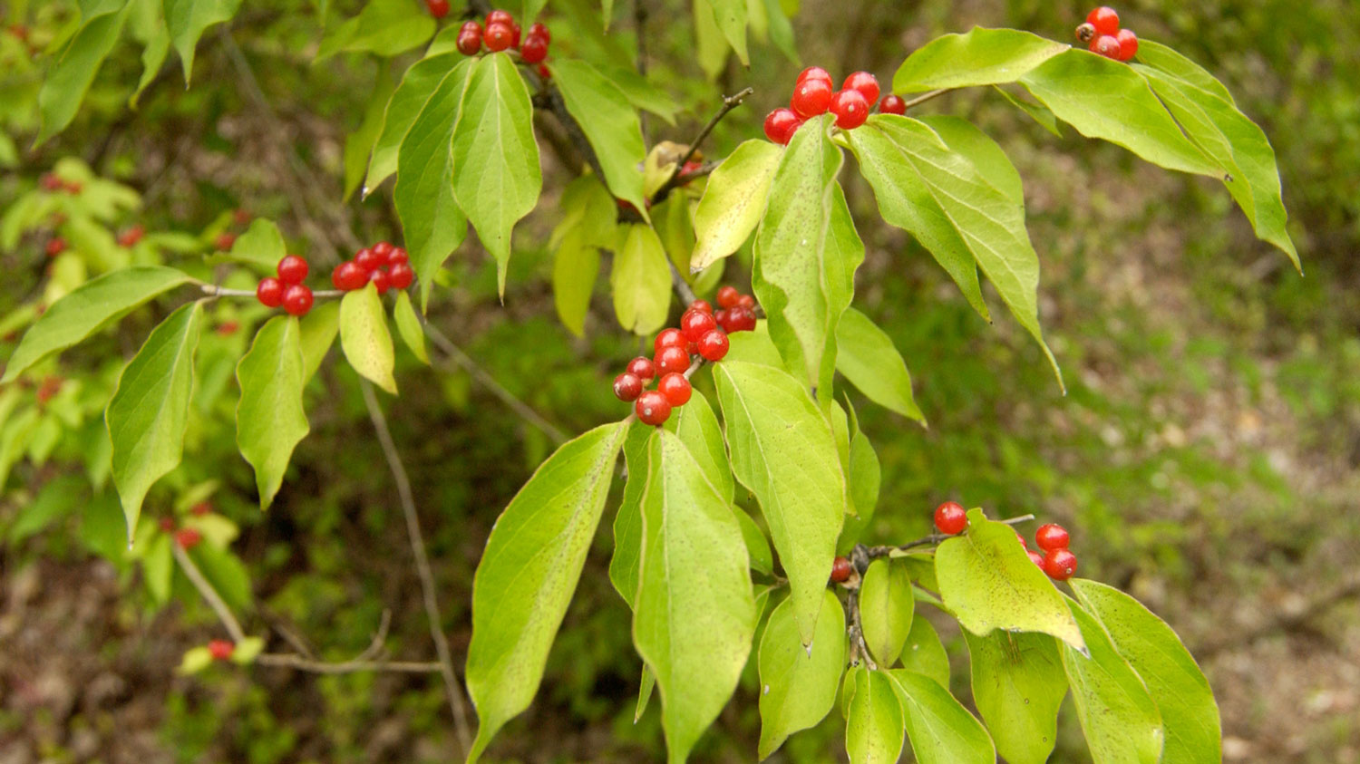 Forestry - City of Overland Park, Kansas