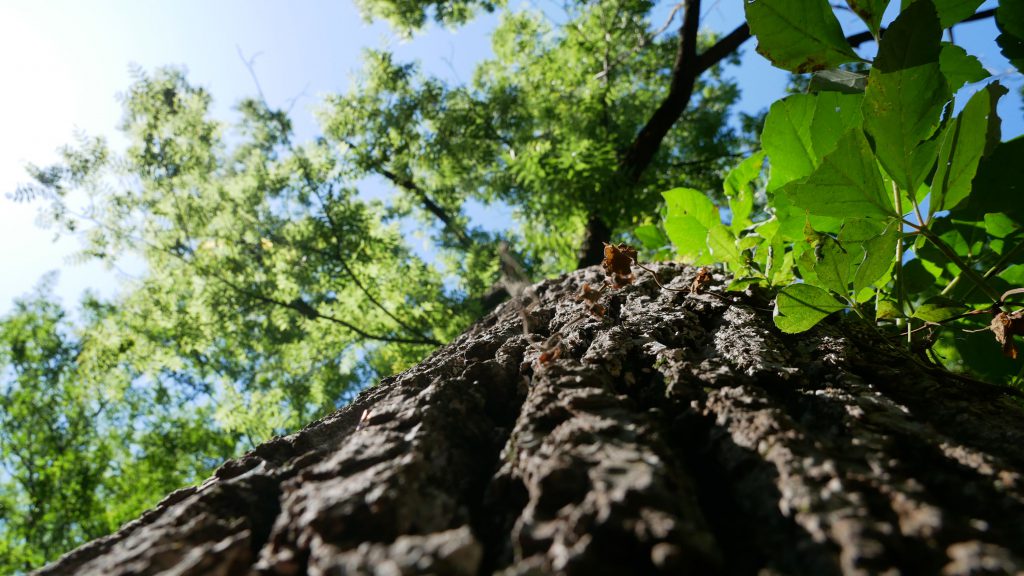 Forestry - City of Overland Park, Kansas