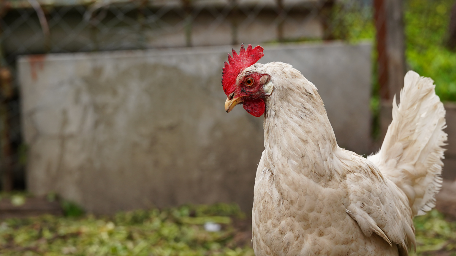 Licenses + Permits for Animals + Pets - City of Overland Park, Kansas