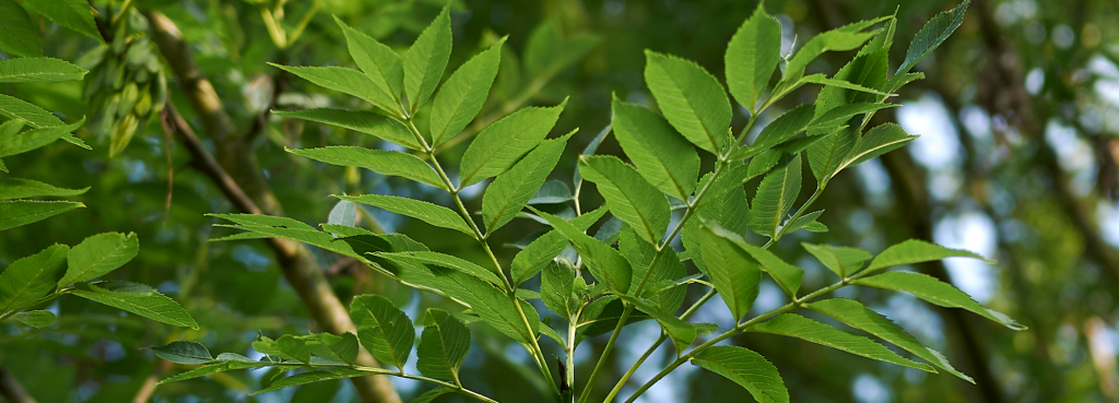 Ash Tree Removal Program - City of Overland Park, Kansas