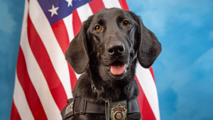 Hear from Haven: National Service Dog Month - City of Overland Park, Kansas