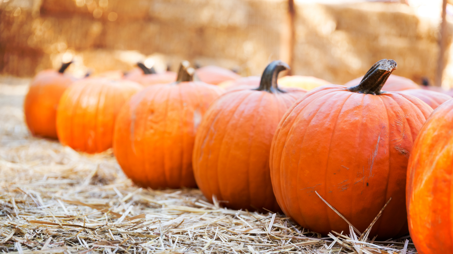 Pumpkin Composting - City of Overland Park, Kansas